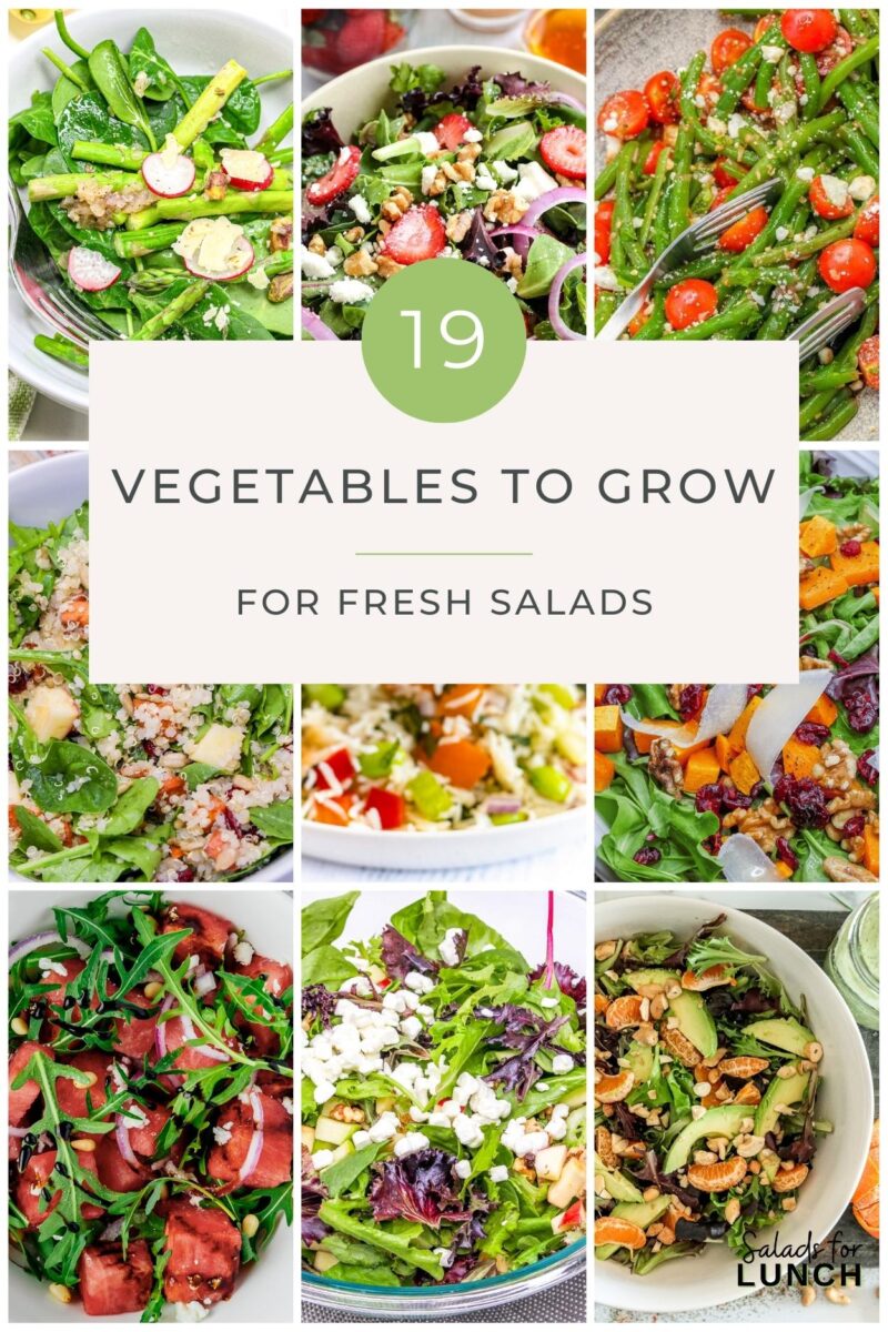 Top 19 Vegetables to Grow in Your Garden for Fresh and Flavorful Salads ...